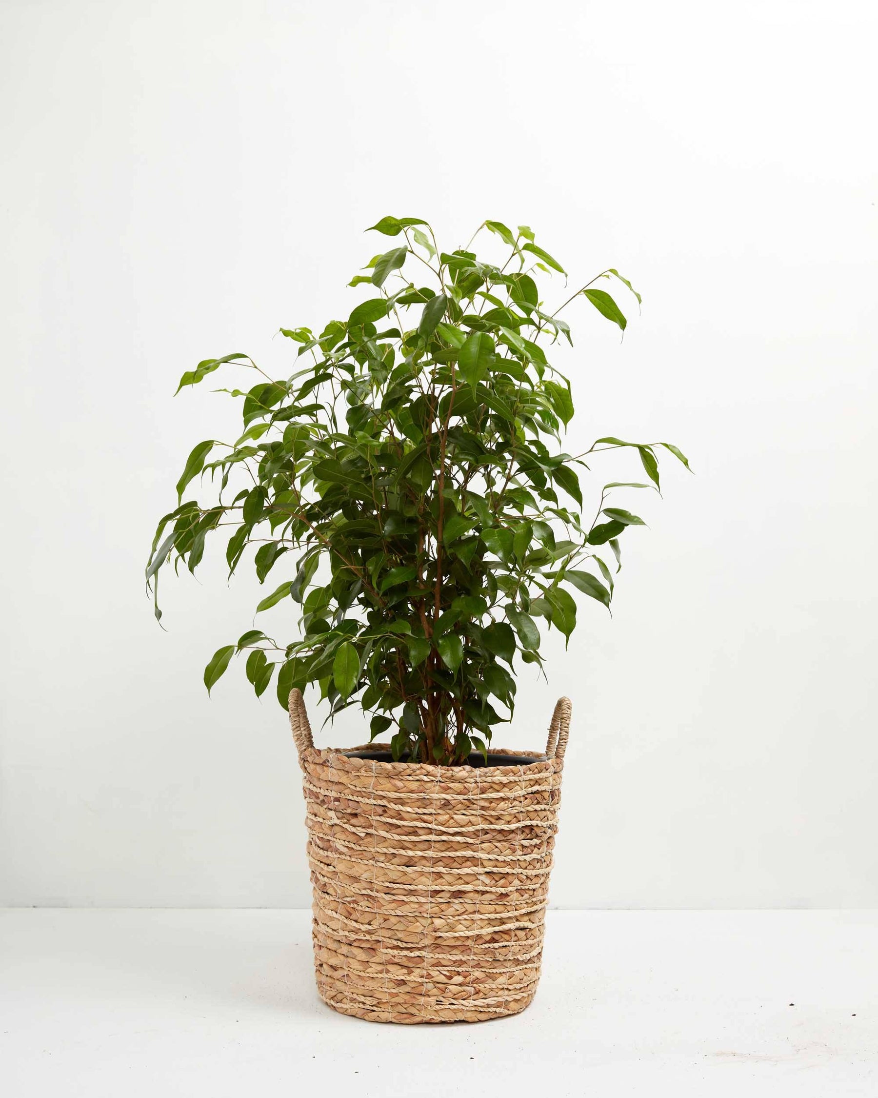 Buy Ficus benjamina: Cultivate Serenity with the Weeping Fig