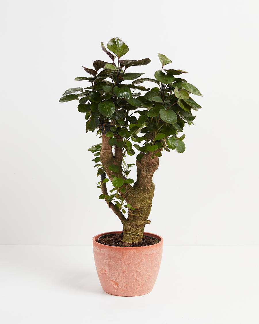 Aralia Fabian Stump for Sale | Including Care Guide | Lively Root