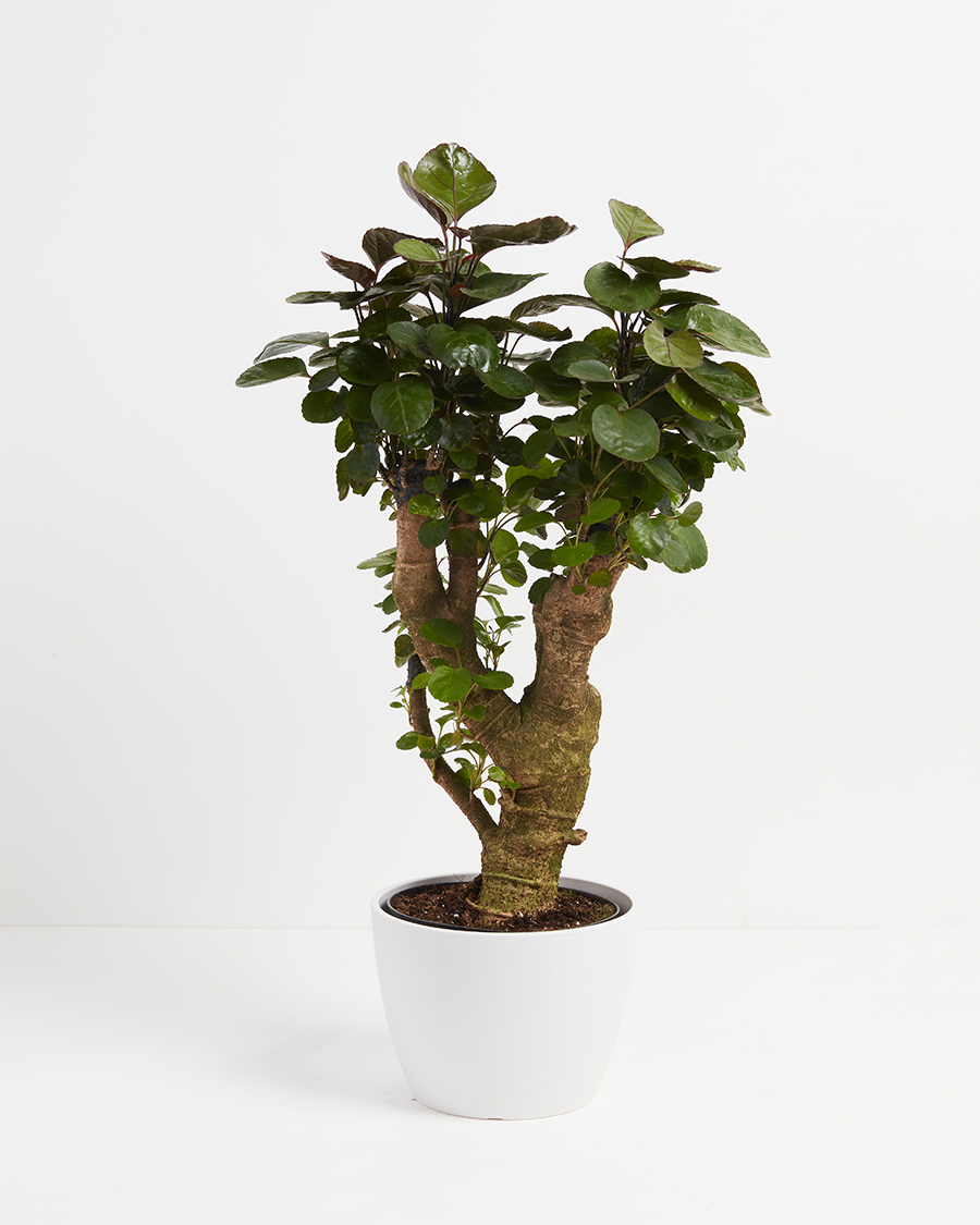 Aralia Fabian Stump for Sale | Including Care Guide | Lively Root