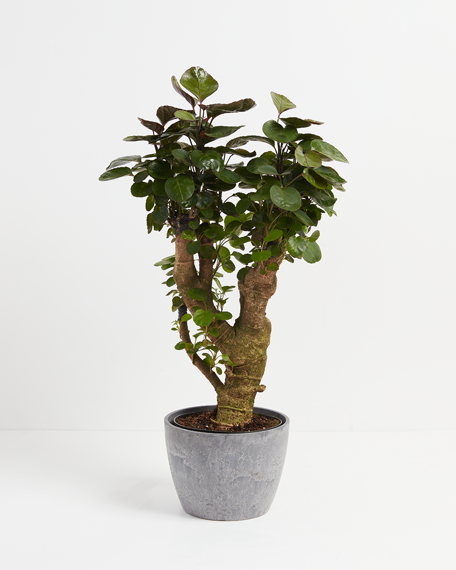 Aralia Fabian Stump for Sale | Including Care Guide | Lively Root