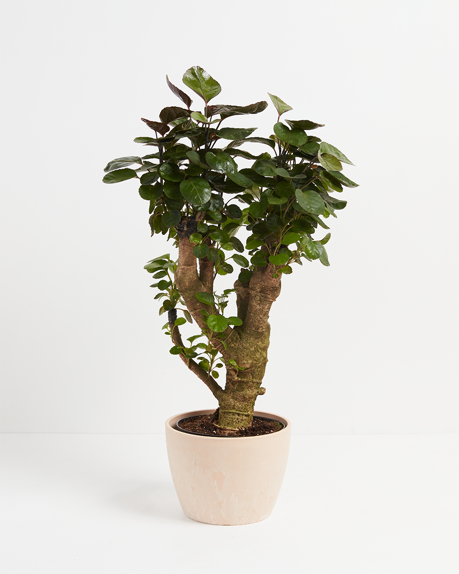 Aralia Fabian Stump for Sale | Including Care Guide | Lively Root