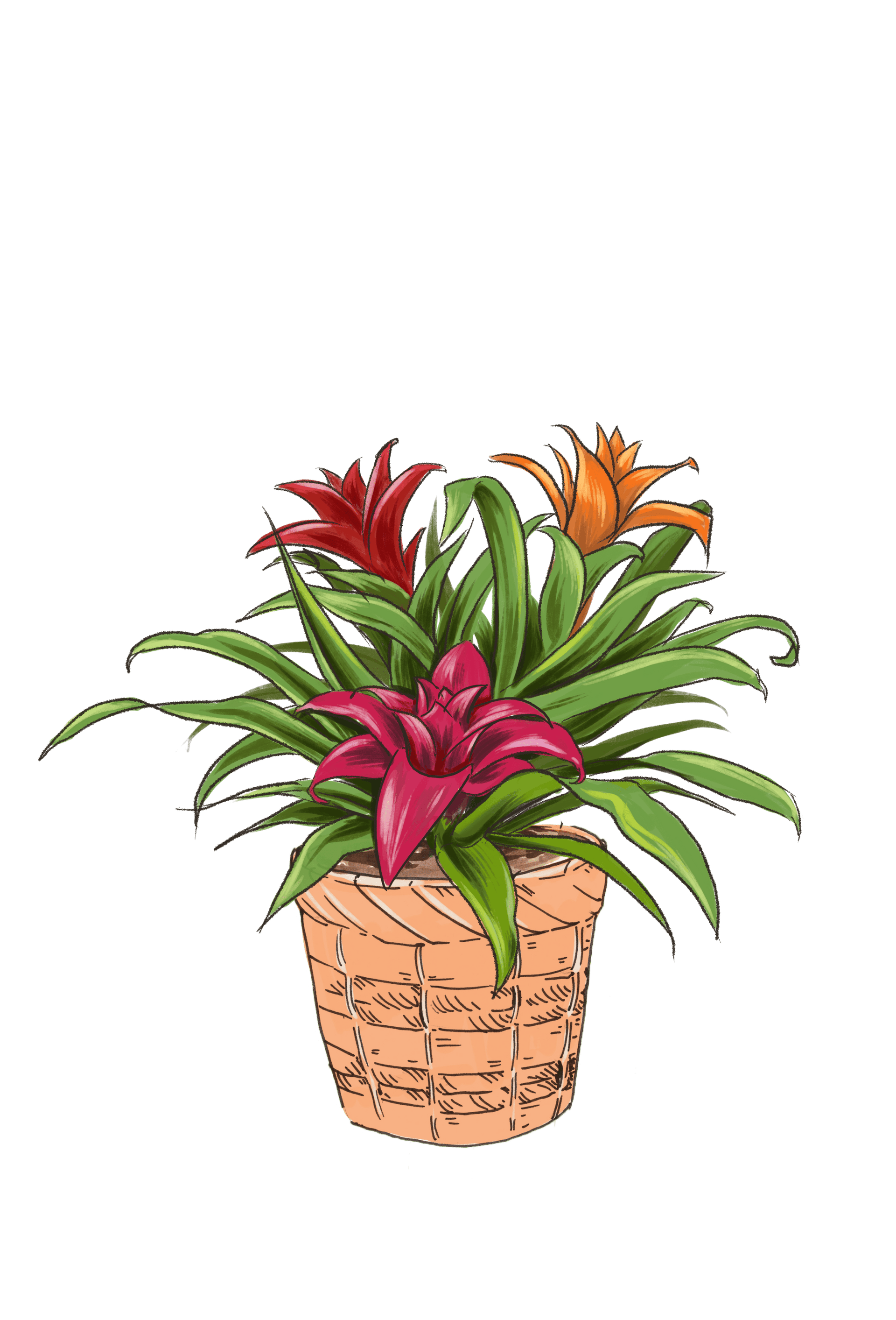 Bromeliad Care Guide | Lively Root