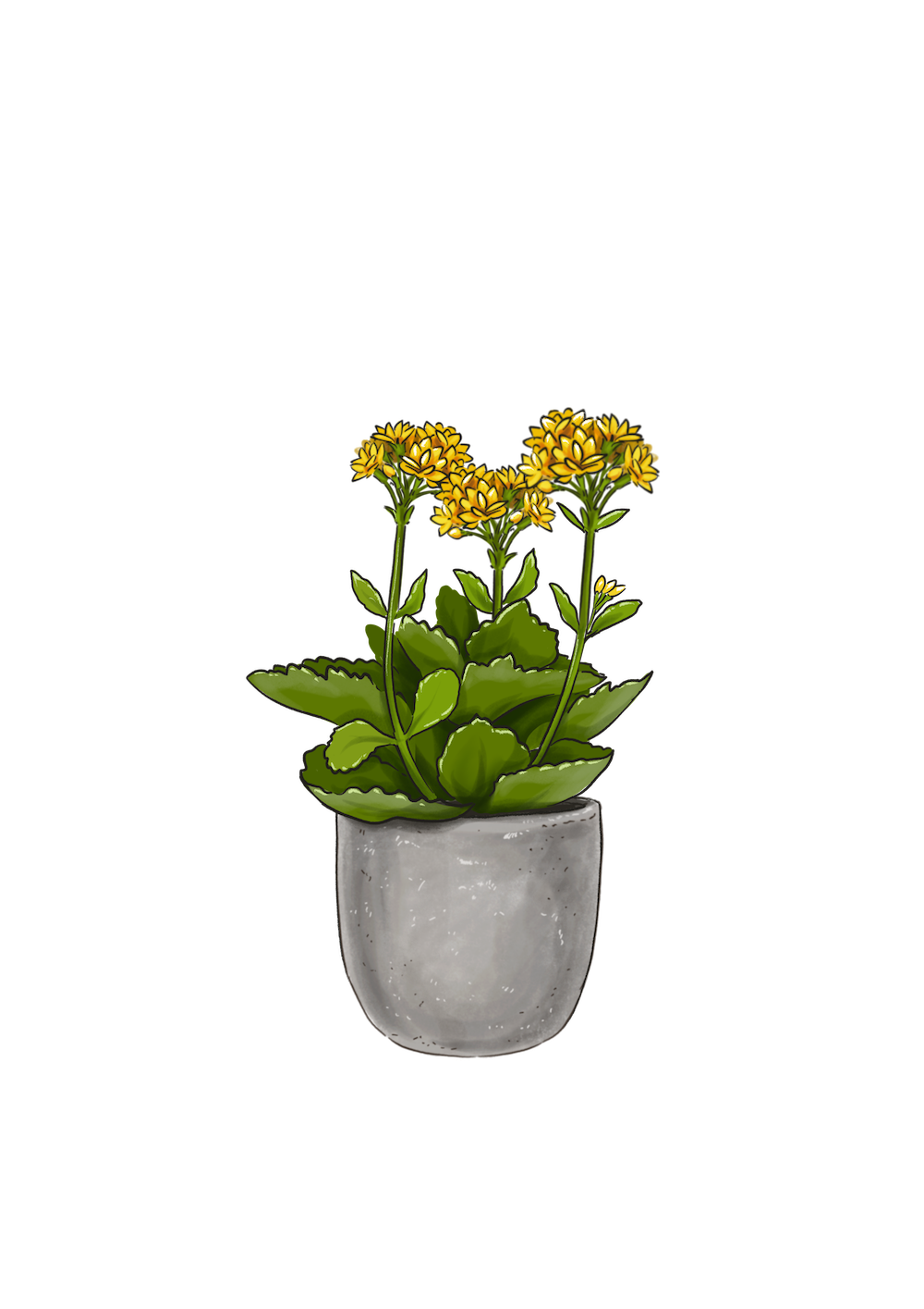 Calandiva Care Guide | Lively Root