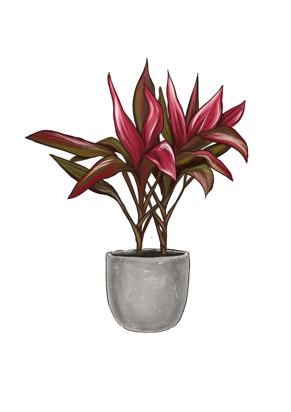 Cordyline Care Guide | Lively Root