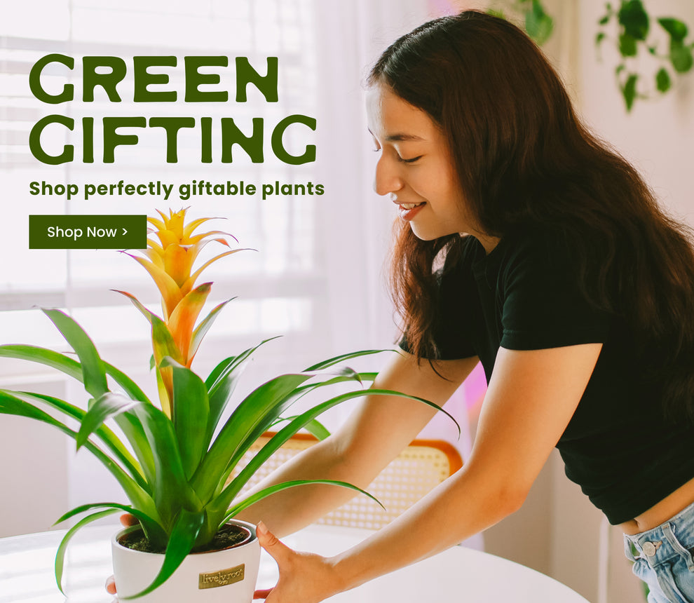 Buy Plants Online | Order Live Plants for Sale | Lively Root