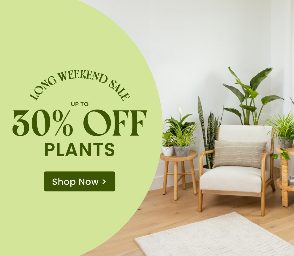Buy Plants Online | Order Live Plants for Sale | Lively Root
