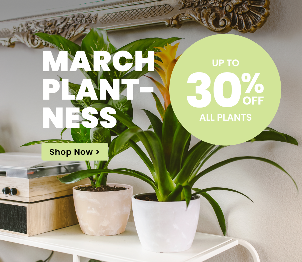 Buy Plants Online | Order Live Plants for Sale | Lively Root