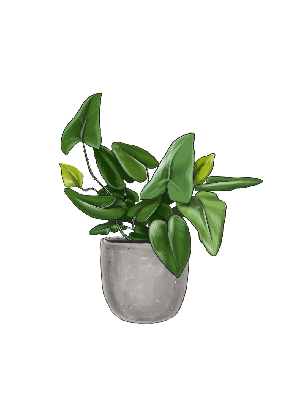 Heart Leaf Fern Care Guide | Lively Root