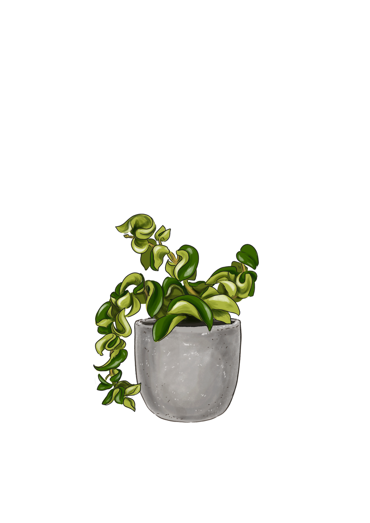 Hoya Rope Care Guide | Lively Root