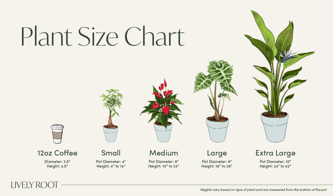 Rosemary Christmas Tree | Holiday Plants | Lively Root