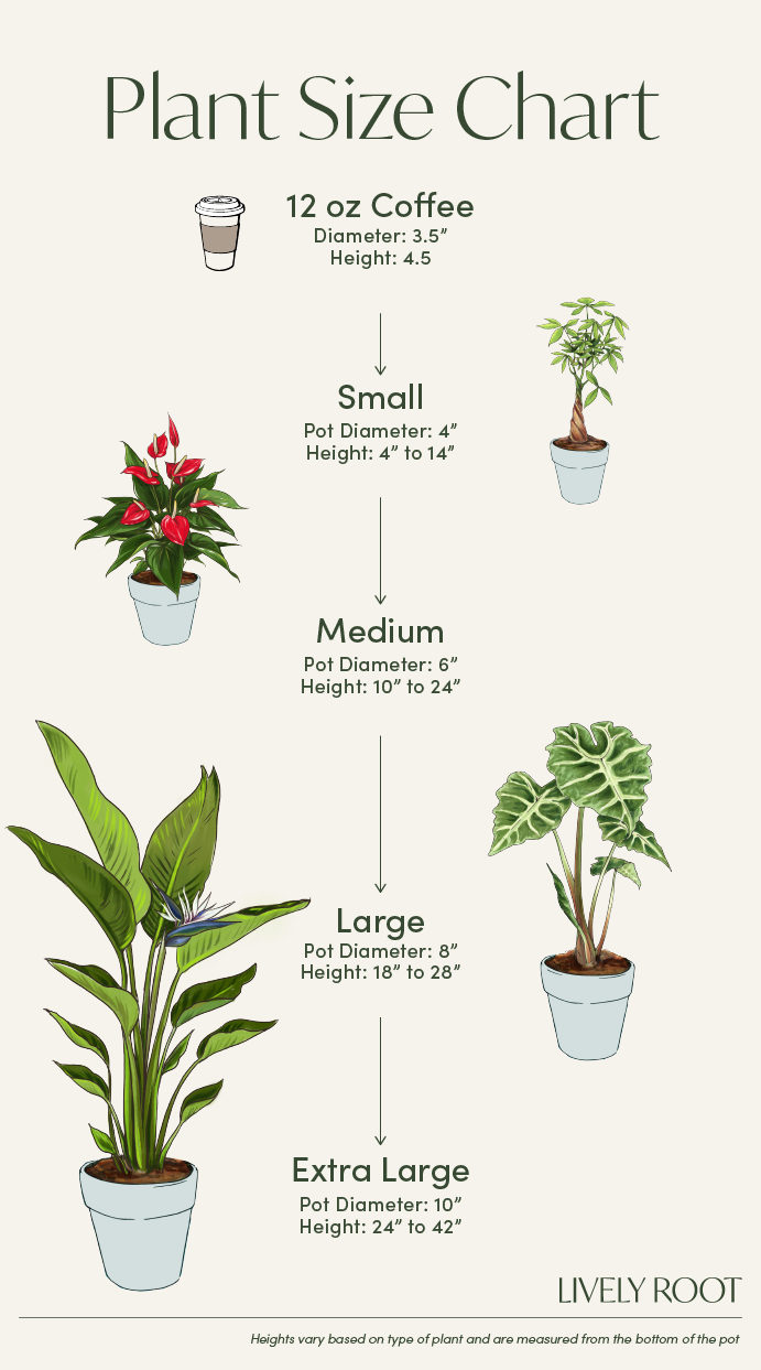 Rosemary Christmas Tree | Holiday Plants | Lively Root