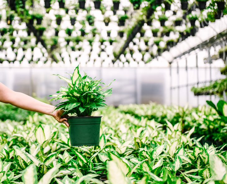 Buy Plants Online | Order Live Plants for Sale | Lively Root