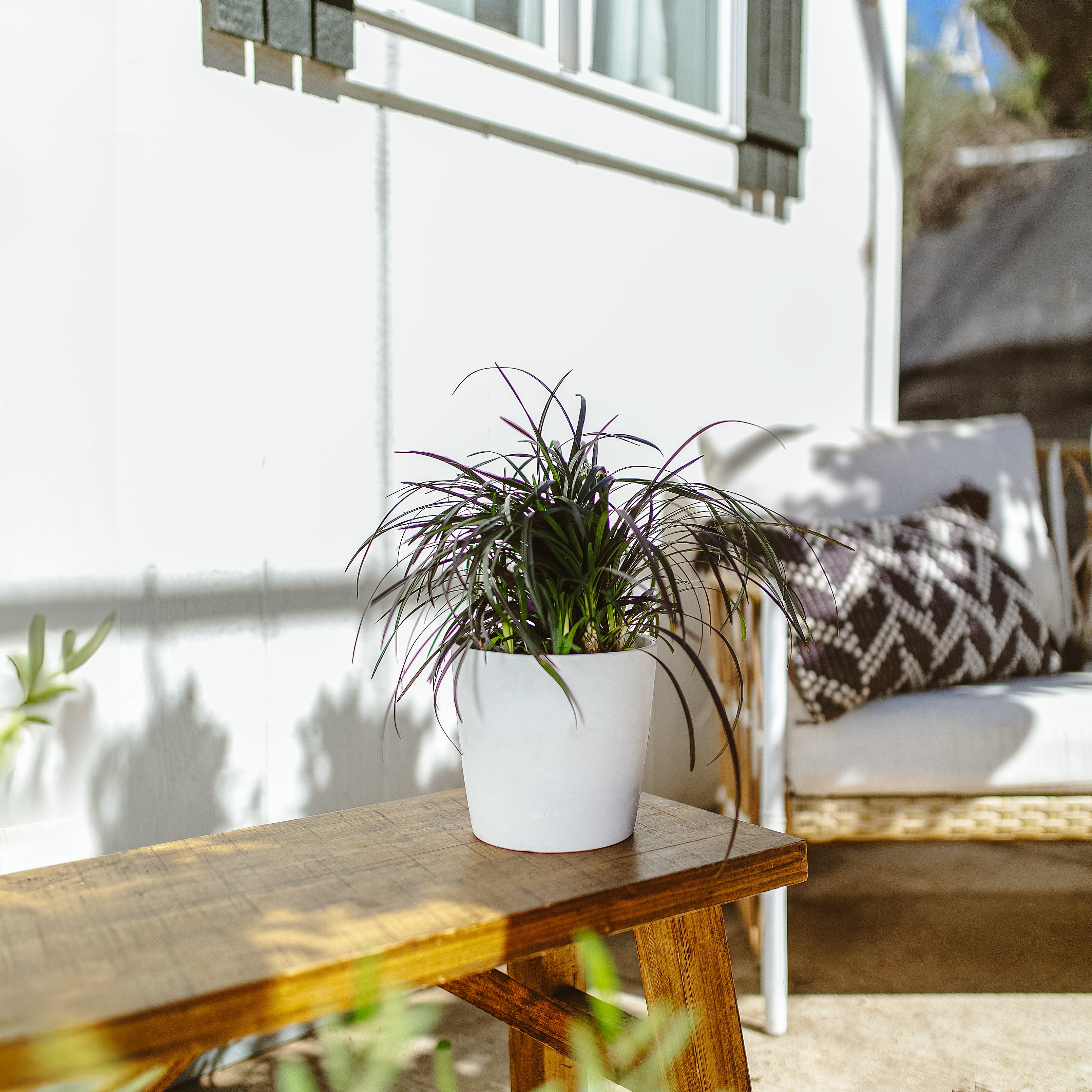 Black Mondo Grass For Sale | Including Care Guide | Lively Root