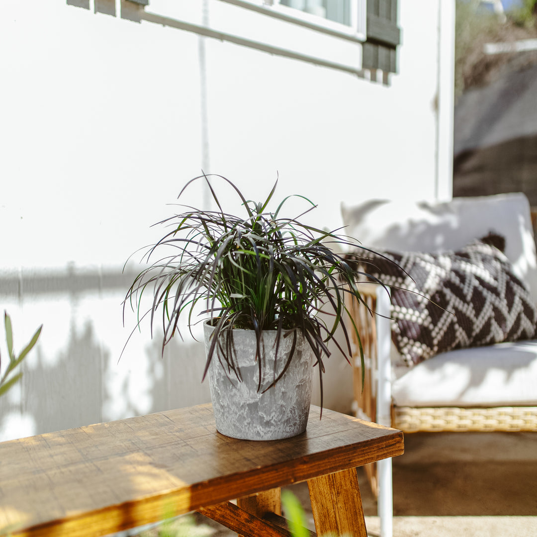 Black Mondo Grass For Sale | Including Care Guide | Lively Root