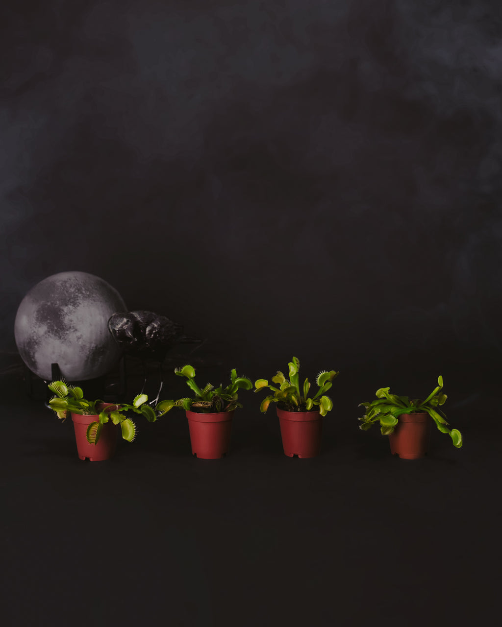Venus Fly Trap 4-Pack | Carnivorous | Unique | Lively Root