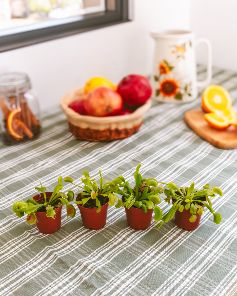 Venus Fly Trap 4-Pack | Carnivorous | Unique | Lively Root