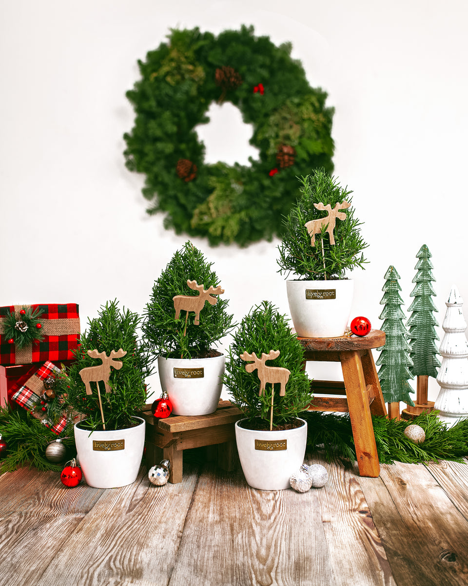 Rosemary Christmas Tree 4-Pack | Holiday Plants | Lively Root