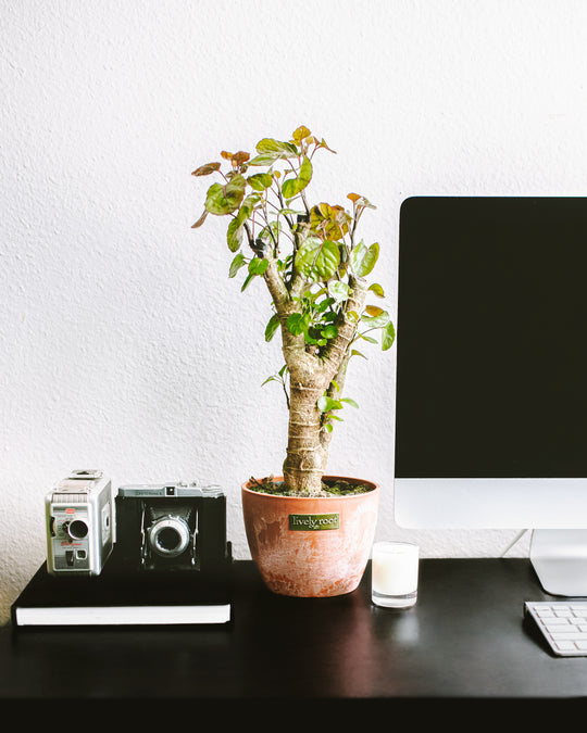 Aralia Fabian Stump for Sale | Including Care Guide | Lively Root