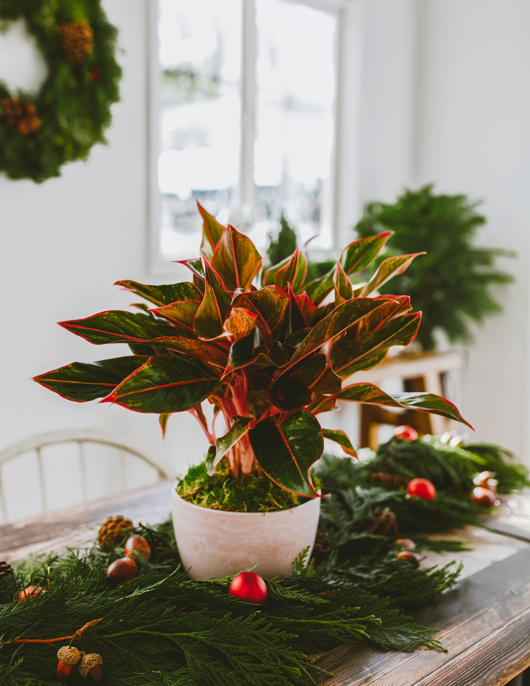 Aglaonema Red Siam For Sale Including Care Guide