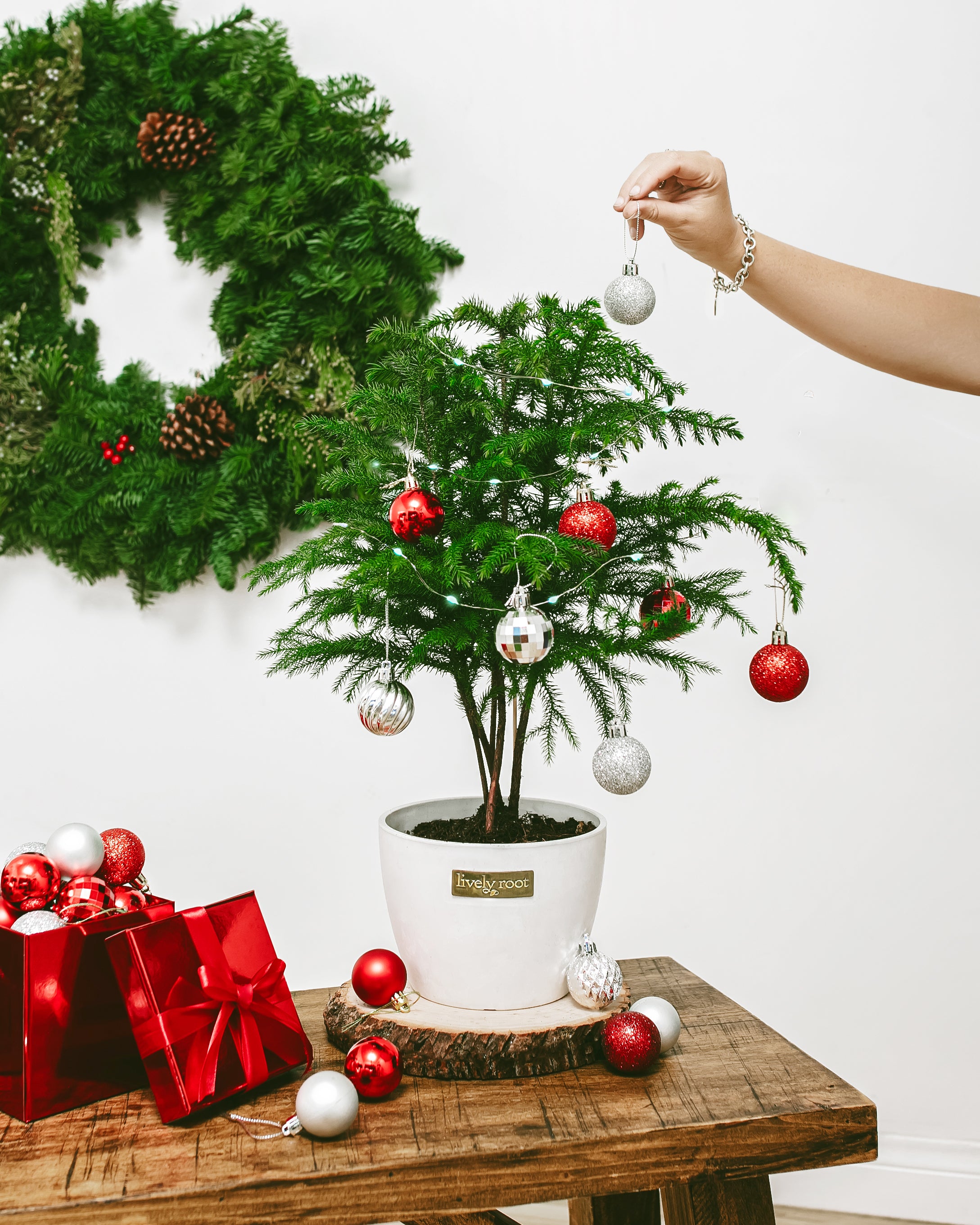 Norfolk Island Pine | Christmas Tree | Holiday Plant