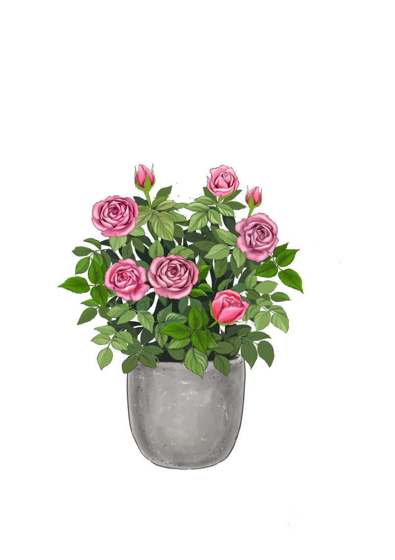 Miniature Rose Care Guide | Lively Root