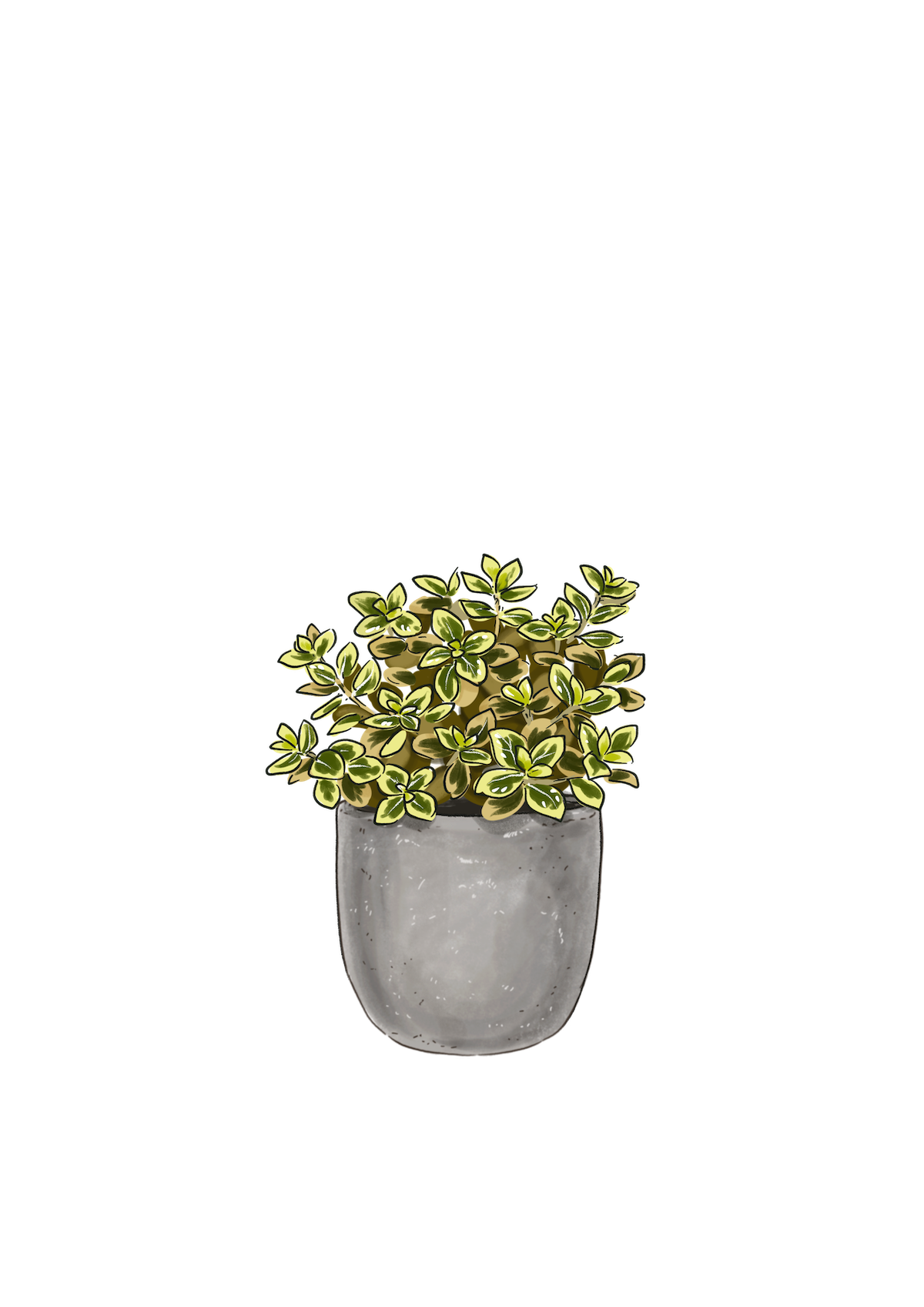 Mirror Bush Care Guide | Lively Root