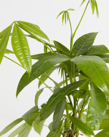 How Often to Water a Money Tree: A Detailed Guide