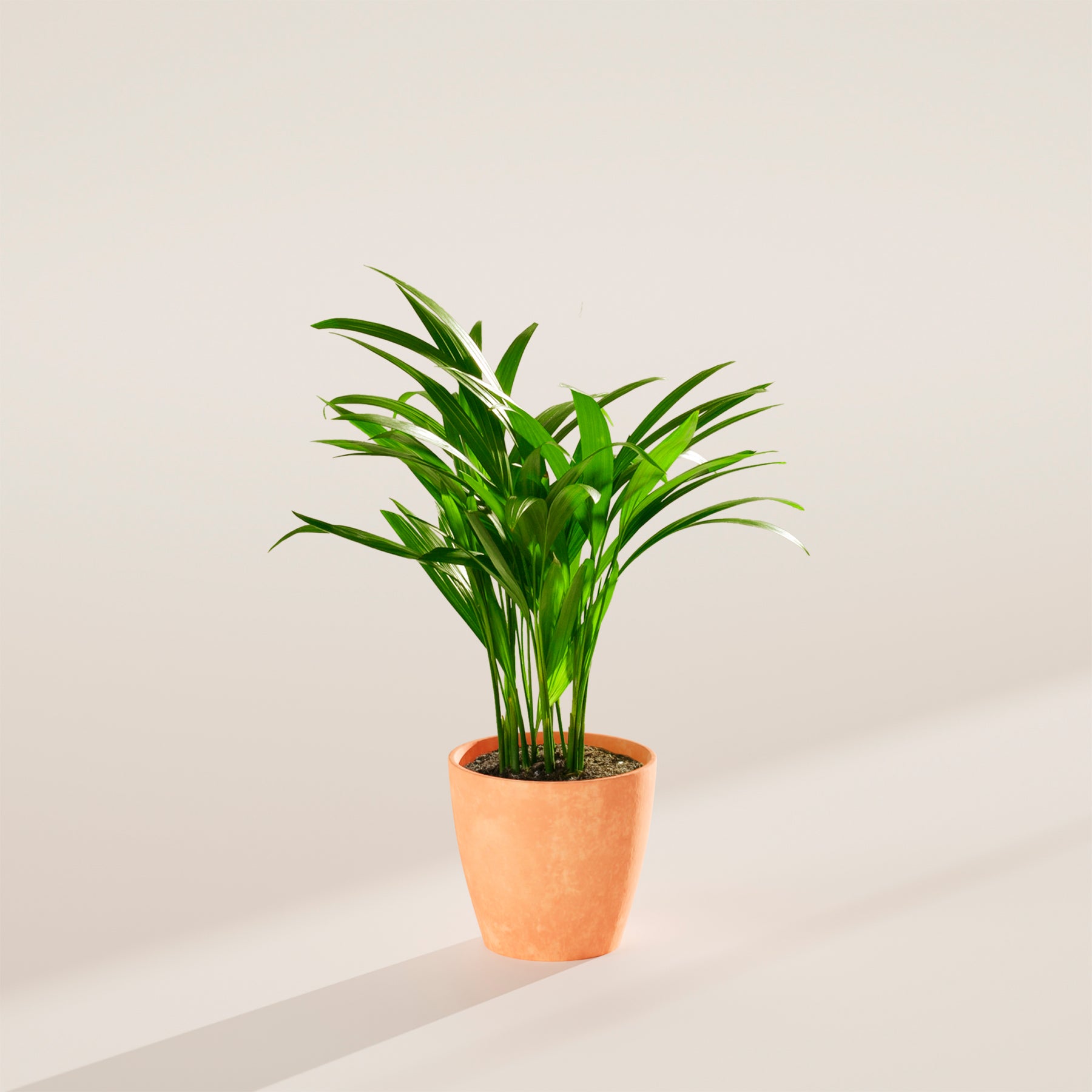 Areca Palm Tree for Sale | Lively Root