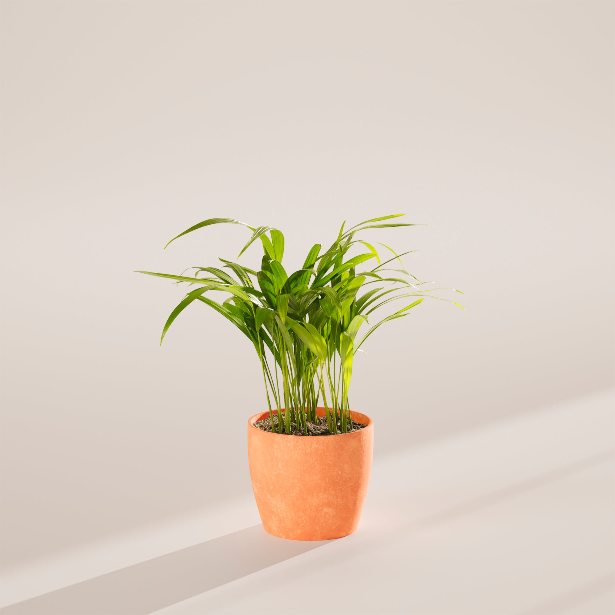 Areca Palm Tree for Sale | Lively Root