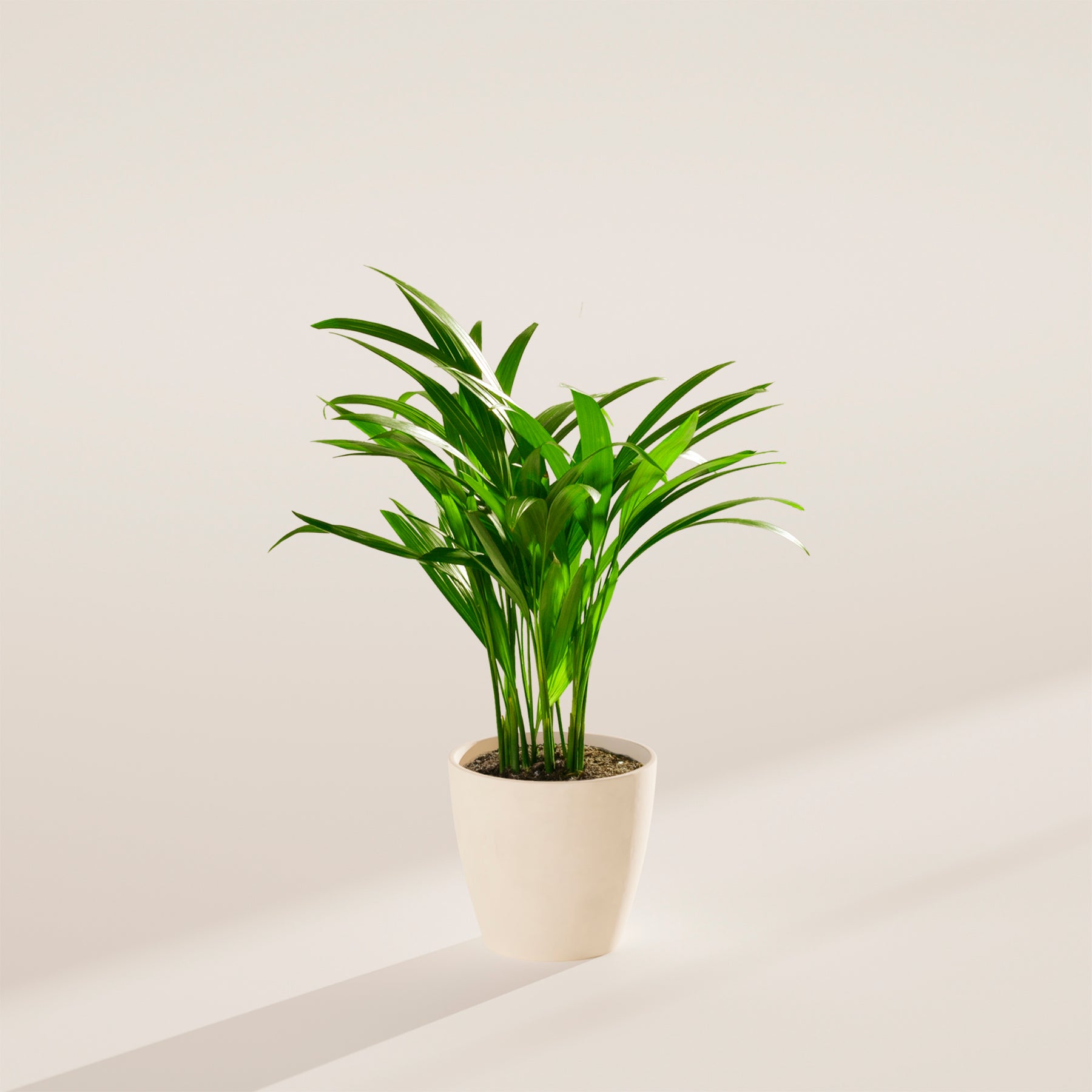 Areca Palm Tree for Sale | Lively Root