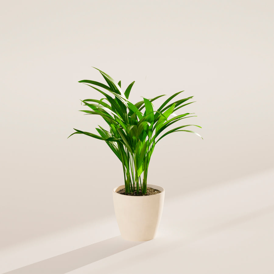 Areca Palm Tree for Sale | Lively Root