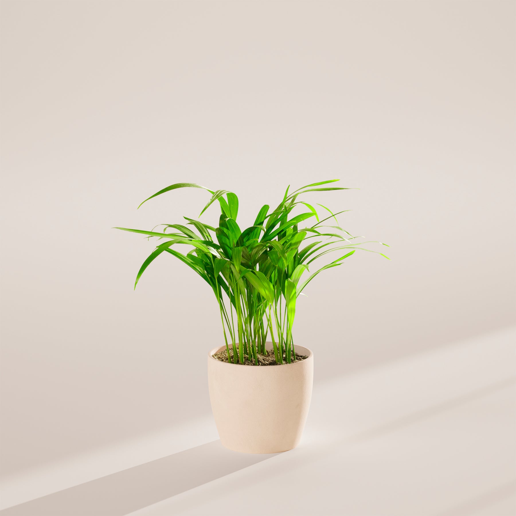 Areca Palm Tree for Sale | Lively Root