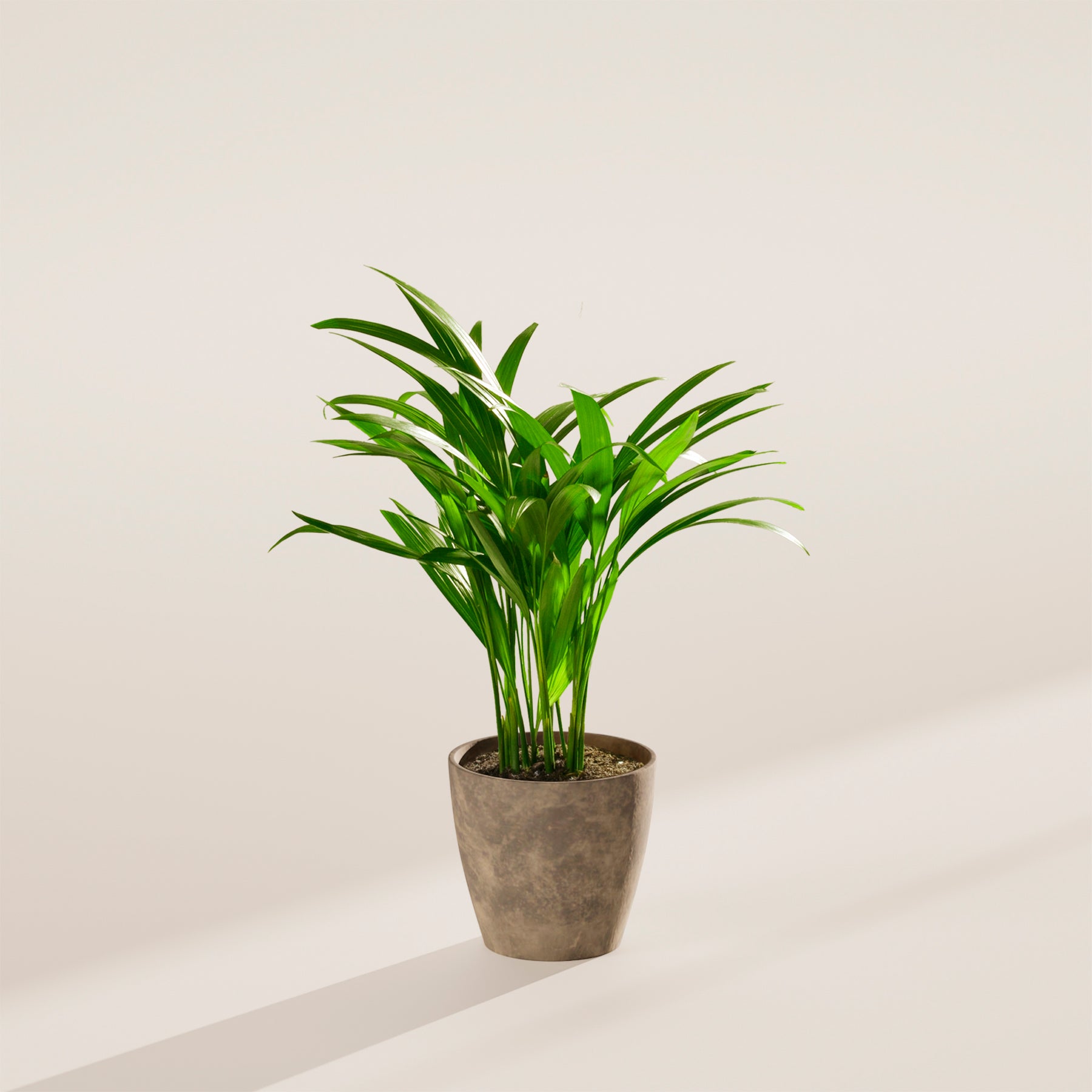 Areca Palm Tree for Sale | Lively Root