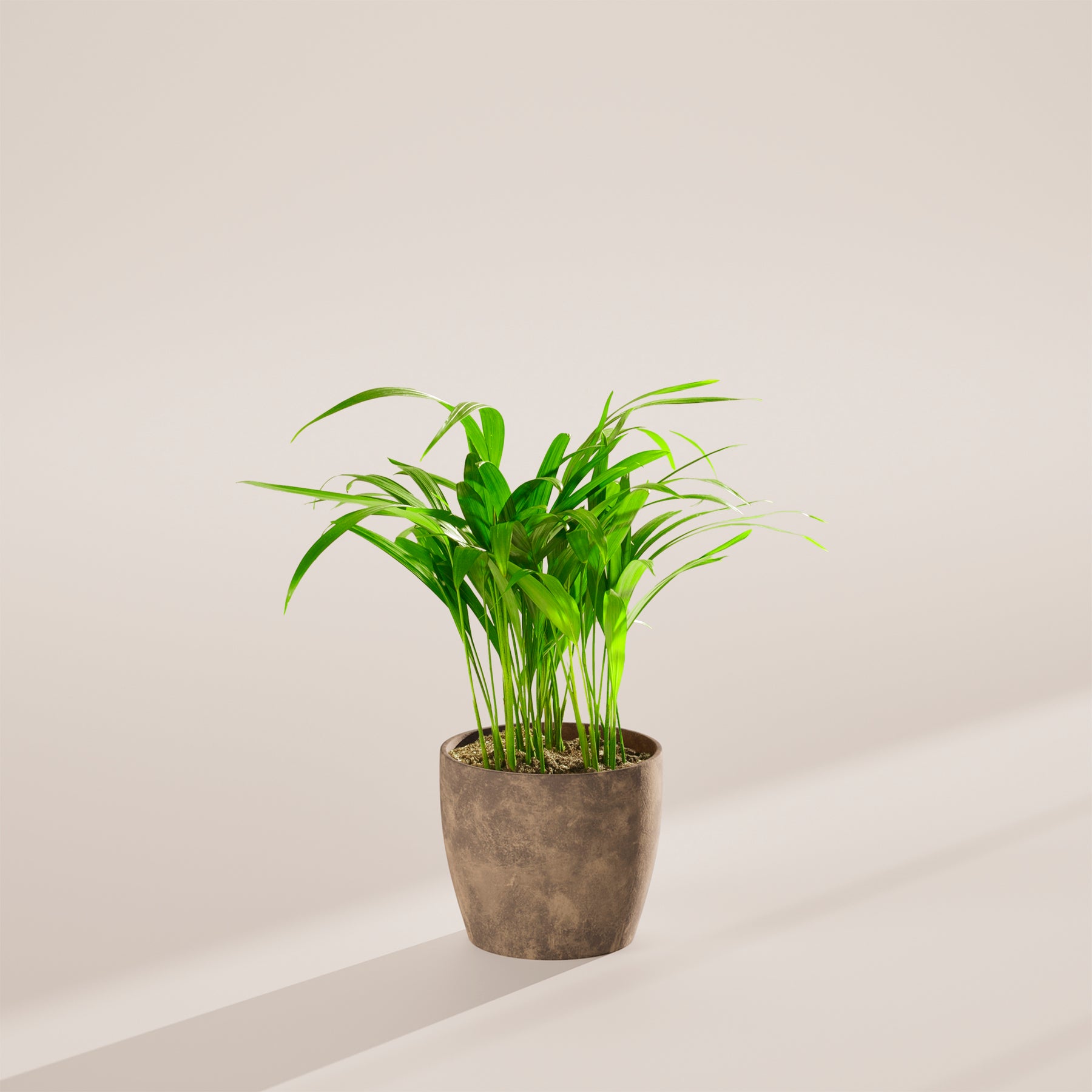 Areca Palm Tree for Sale | Lively Root