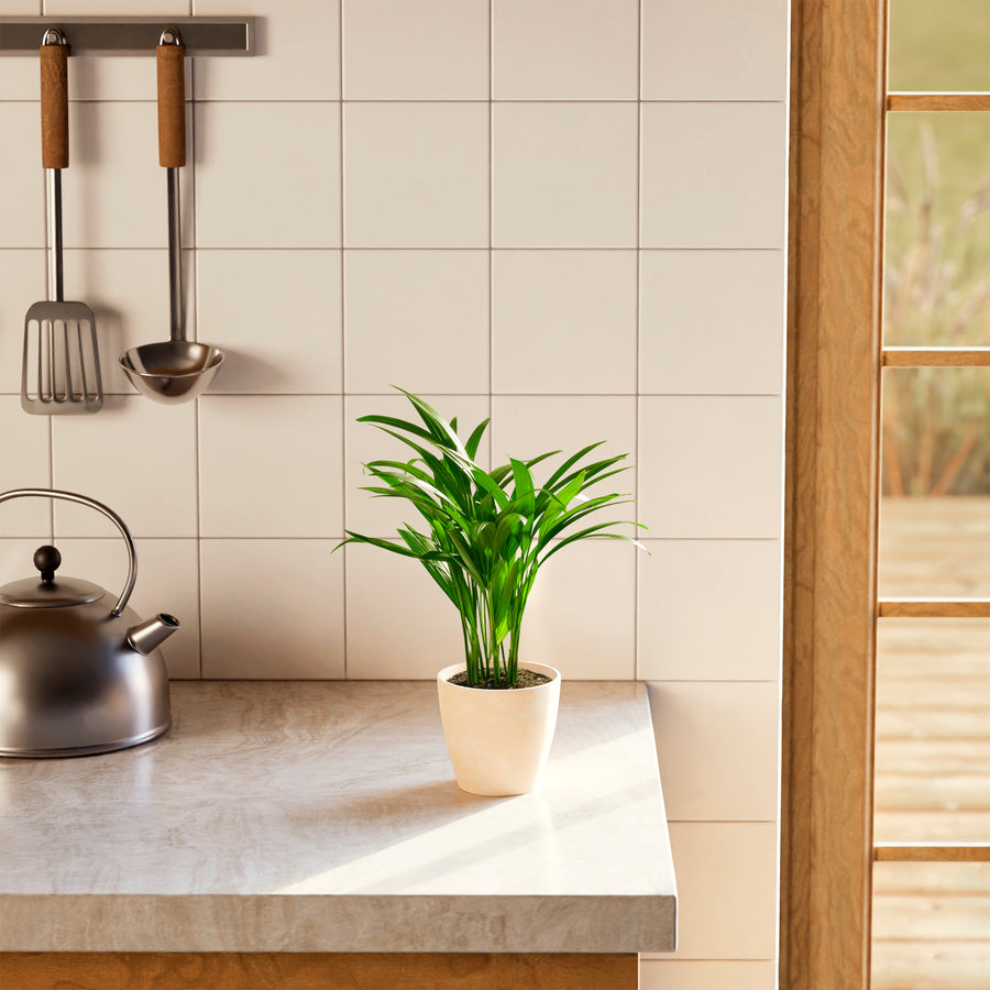 Areca Palm Tree for Sale | Lively Root