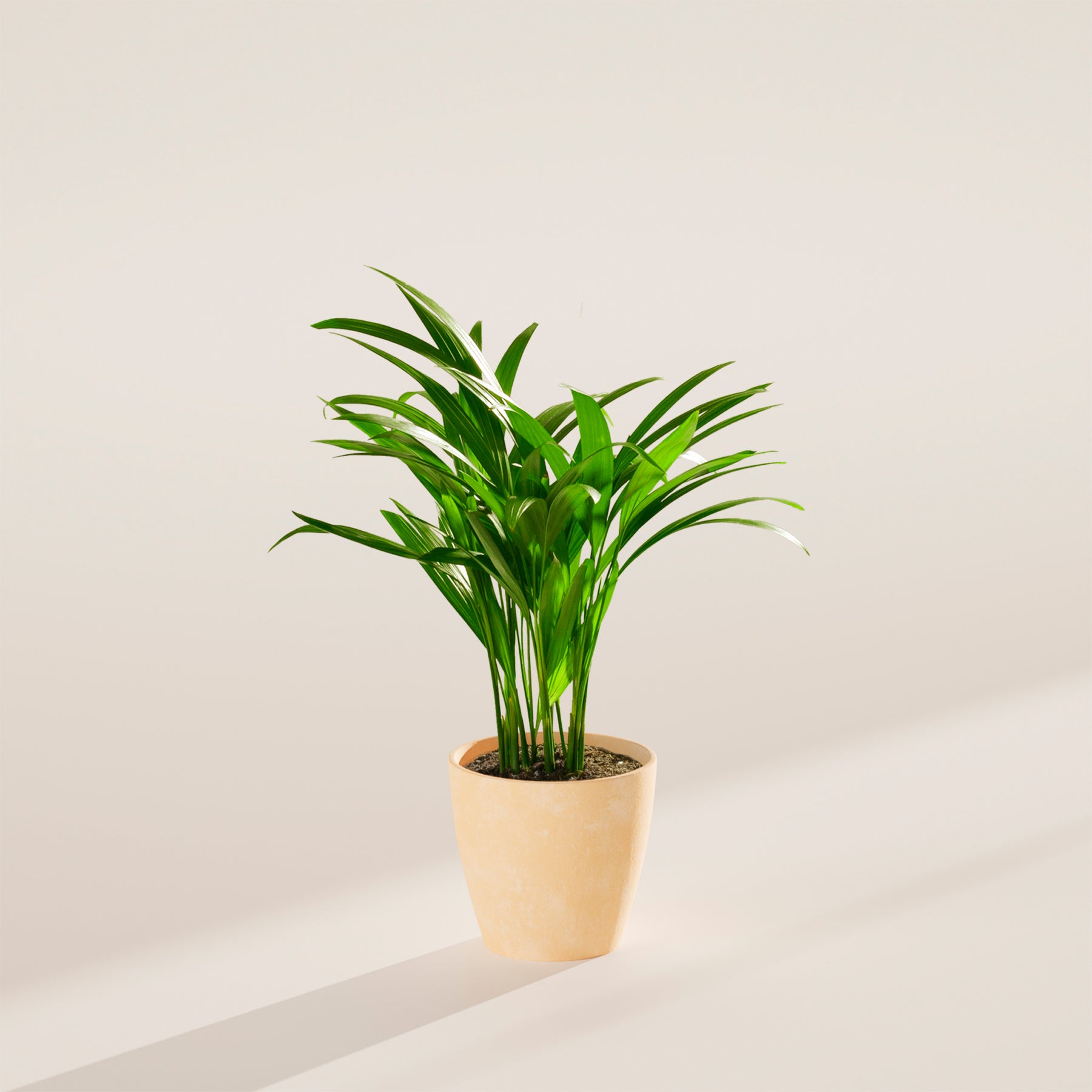 Areca Palm Tree for Sale | Lively Root