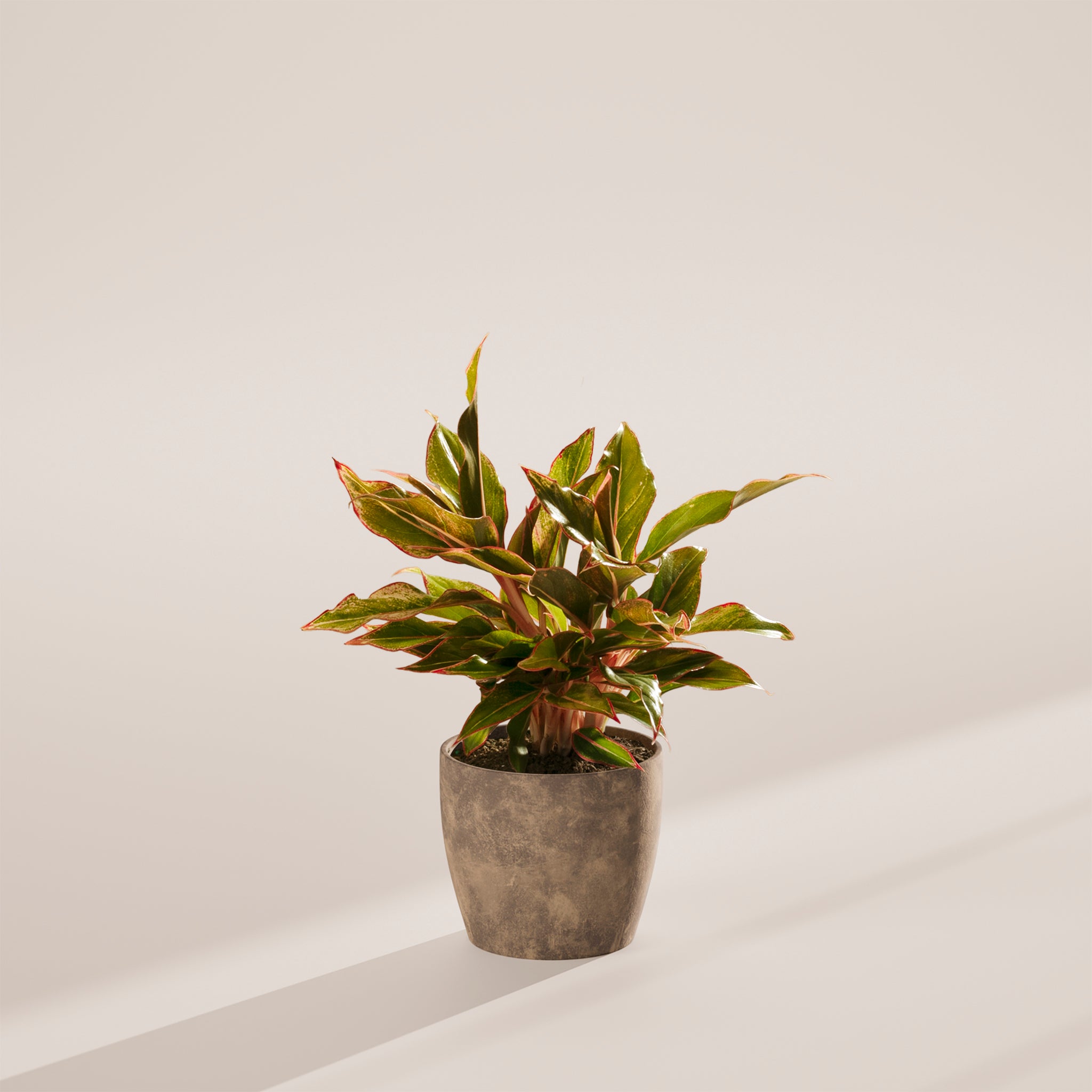 Aglaonema Red Siam For Sale Including Care Guide