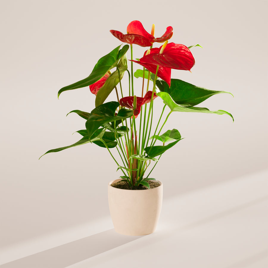 Flamingo Flower For Sale Including Care Guide | Lively Root