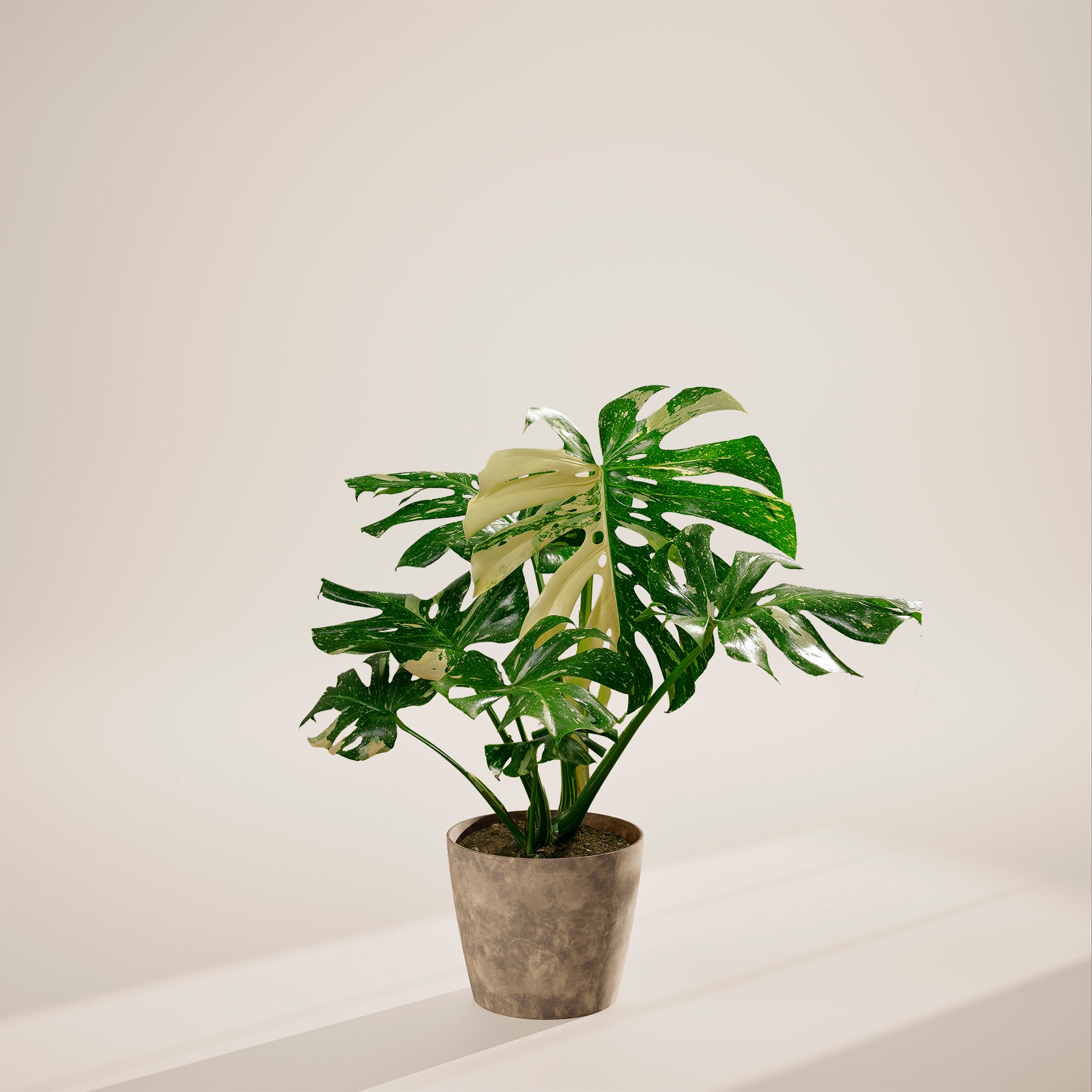 Thai Monstera Constellation | Including Care Guide | Lively Root