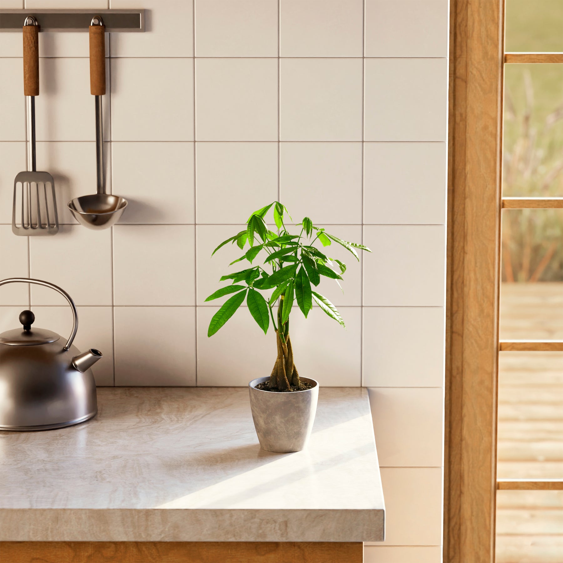 Money Tree | Indoor Plants | Lively Root