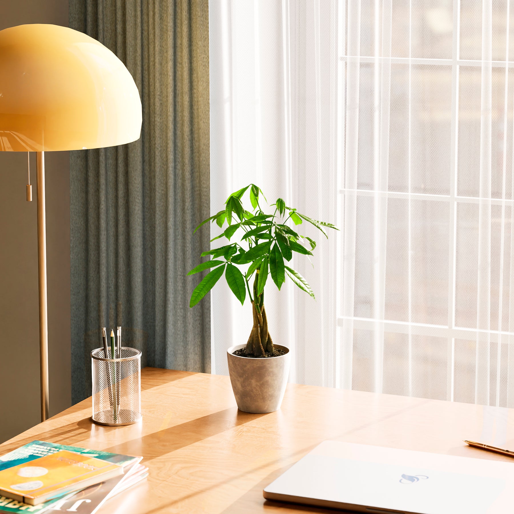 Money Tree | Indoor Plants | Lively Root