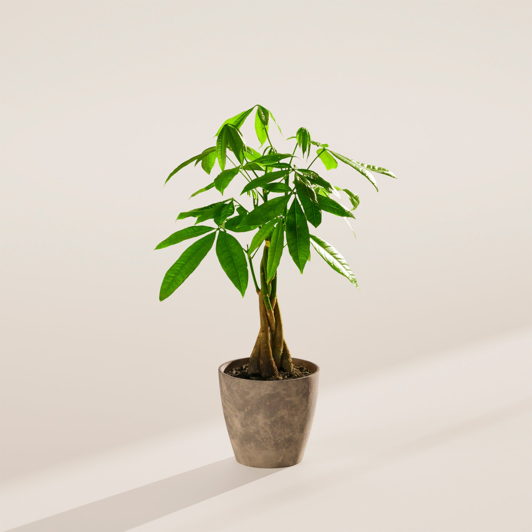 Money Tree | Indoor Plants | Lively Root