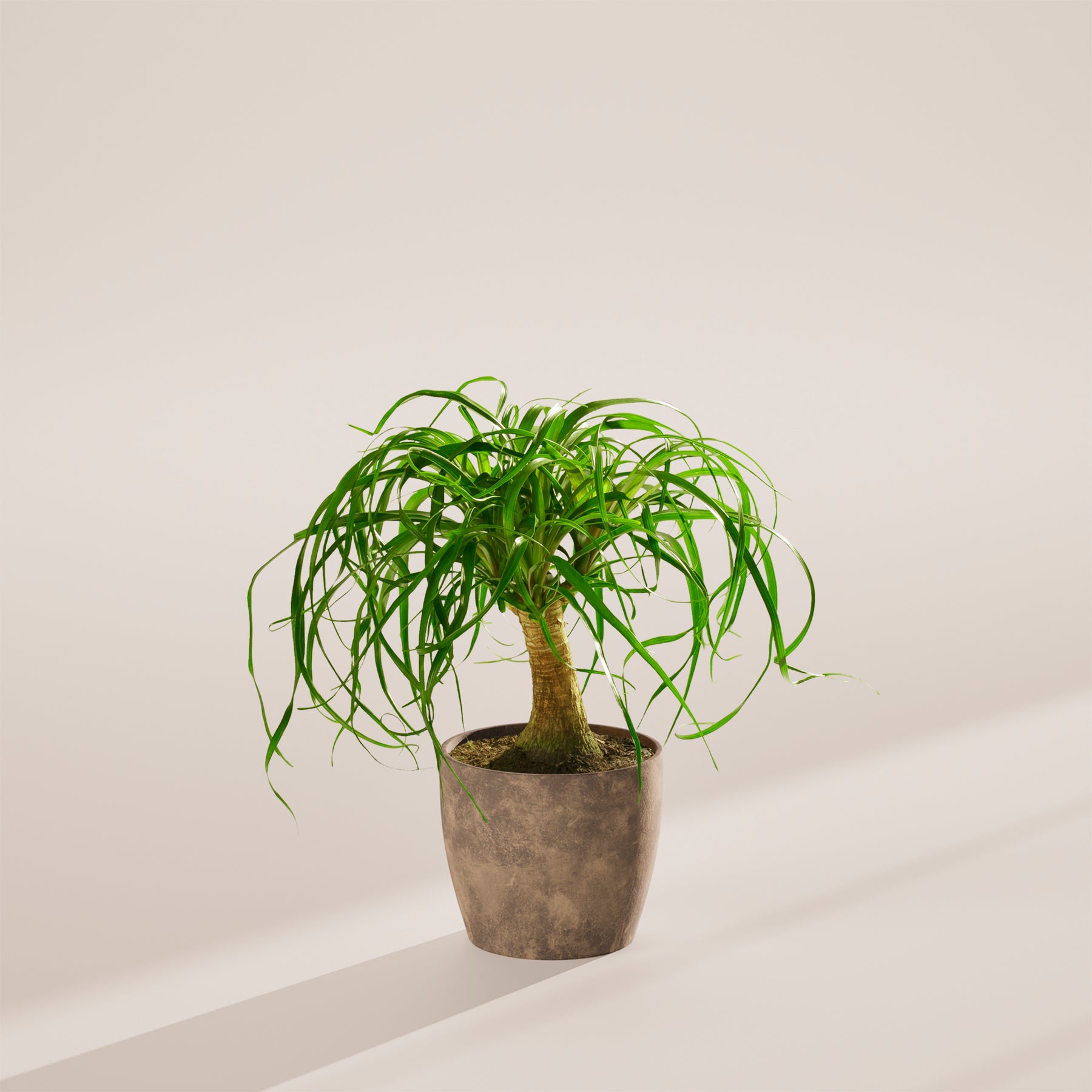 Ponytail Palm | Palm Trees For Sale | Including Care Guide