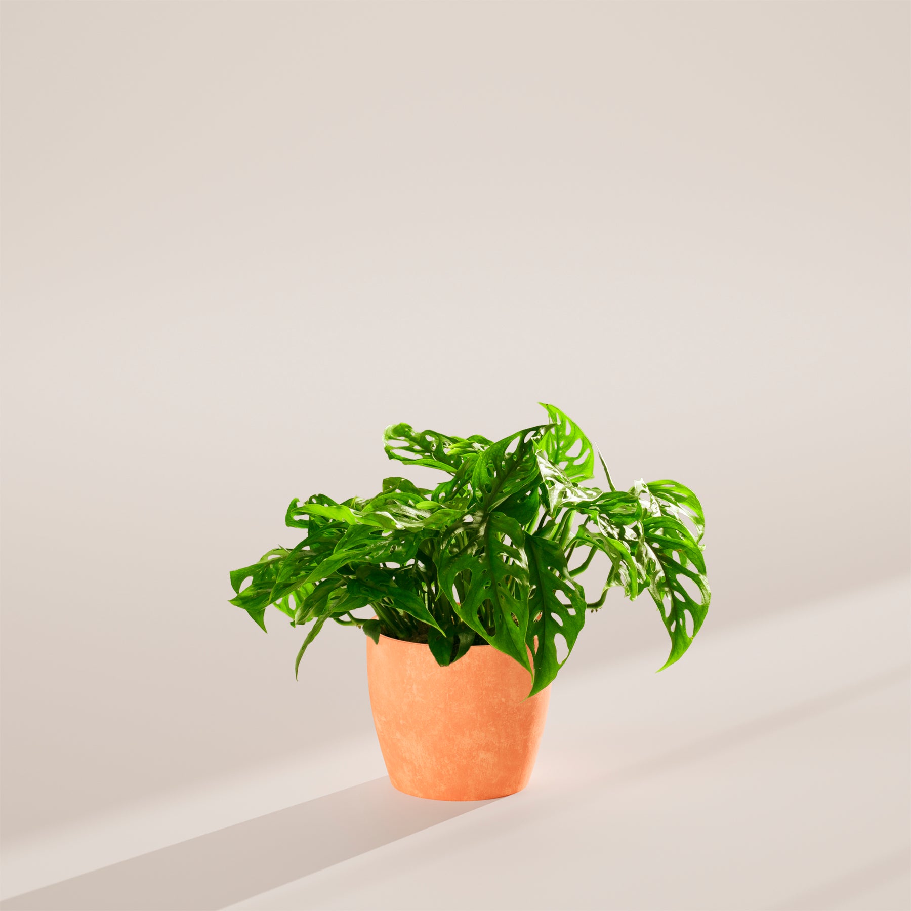 Swiss Cheese Plant | Monstera Adansonii | Lively Root