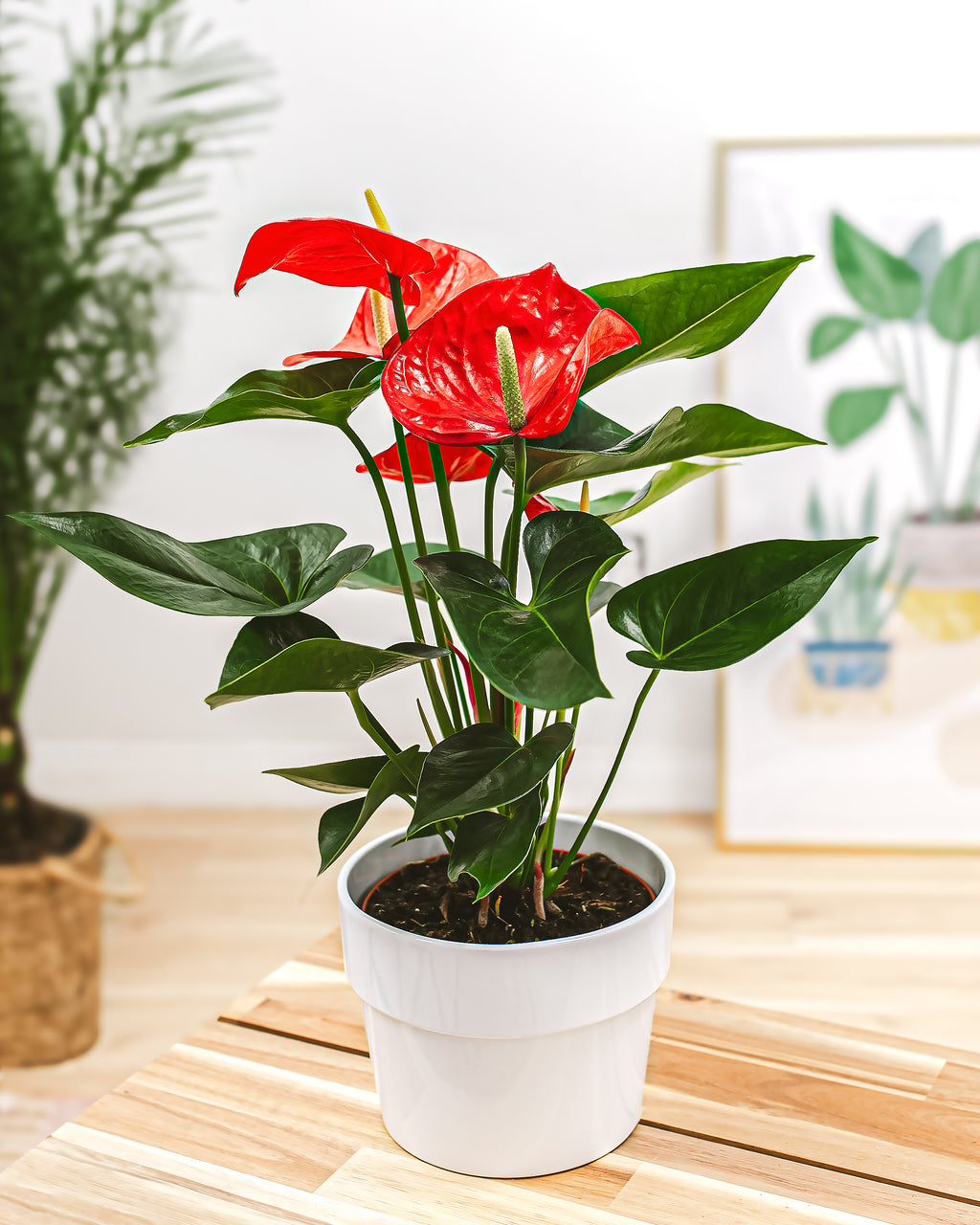 Flamingo Flower Plant For Sale Including Care Guide