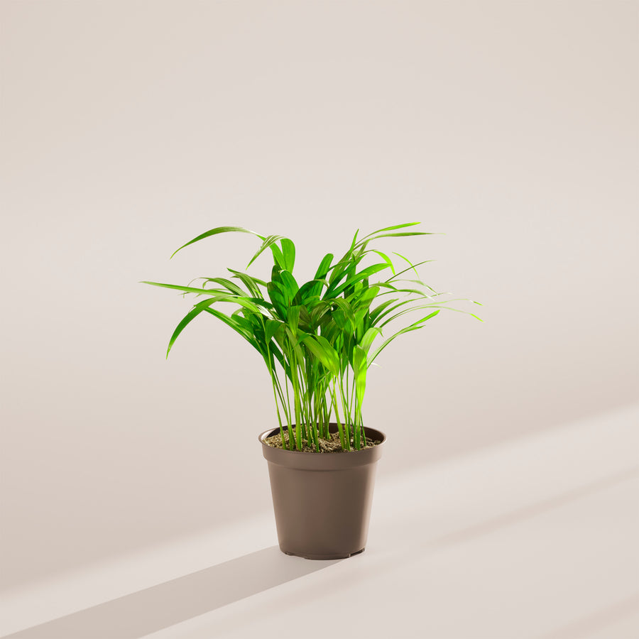 Areca Palm Tree for Sale | Lively Root