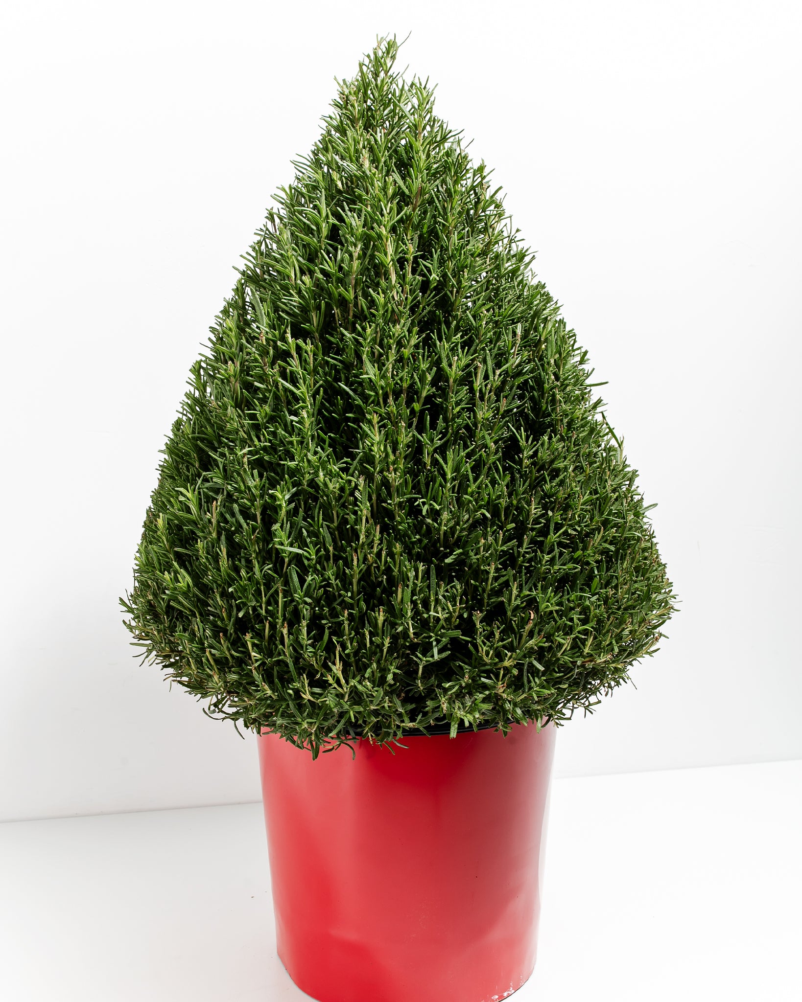 Rosemary Christmas Tree | Holiday Plants | Lively Root
