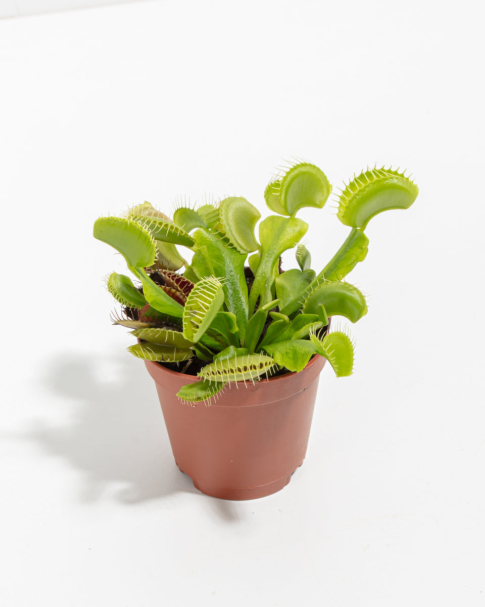 Venus Fly Trap 4-Pack | Carnivorous | Unique | Lively Root
