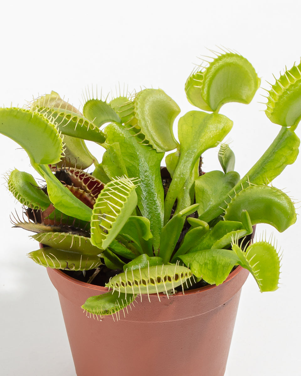 Venus Fly Trap 4-Pack | Carnivorous | Unique | Lively Root