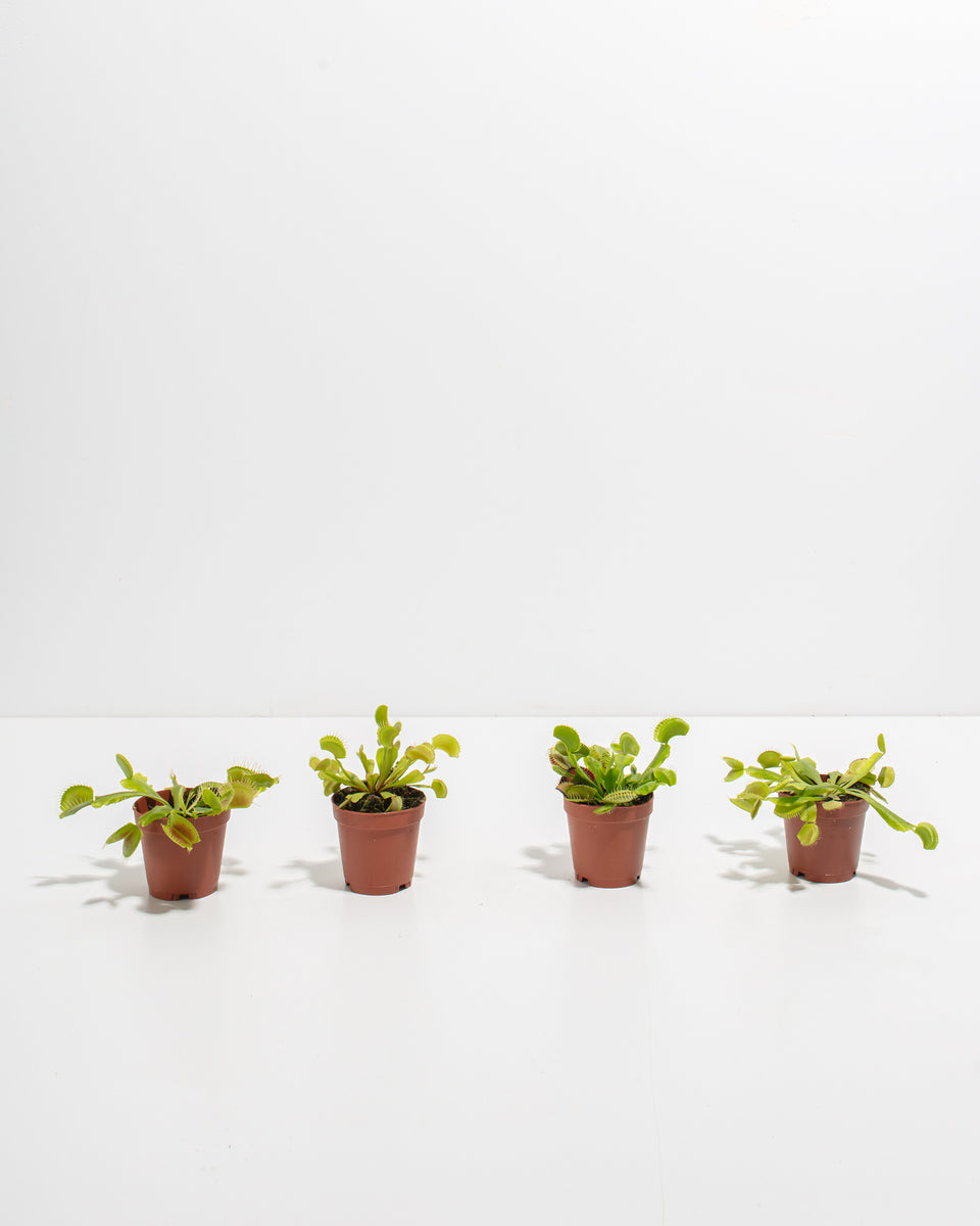 Venus Fly Trap 4-Pack | Carnivorous | Unique | Lively Root